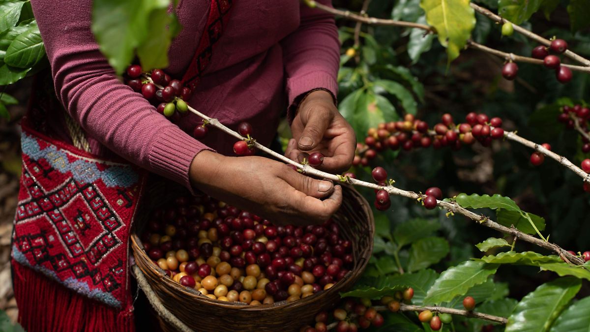 Café de Chiapas: historia, producción sostenible y su impacto social - El Heraldo de Chiapas ...